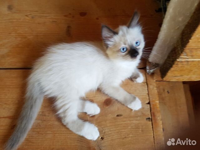 Котята Священная Бирма