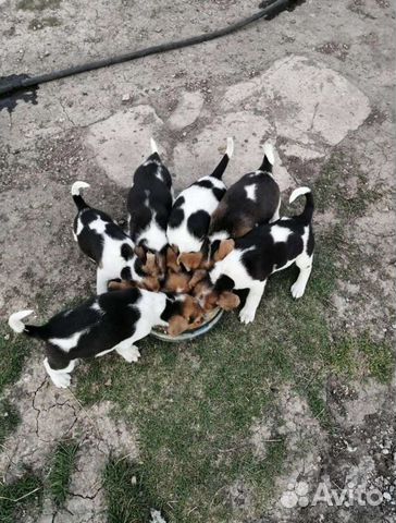 Русской пегой гончей