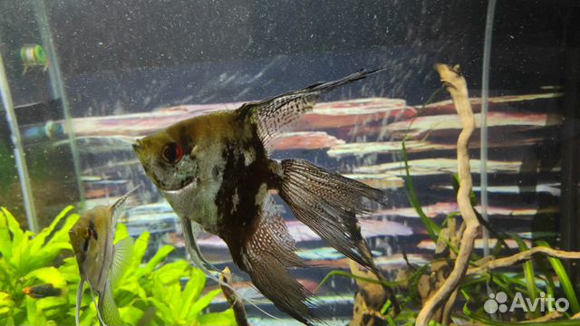 Скалярии и гурами