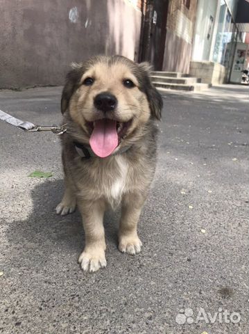 Щенок-дворняжка