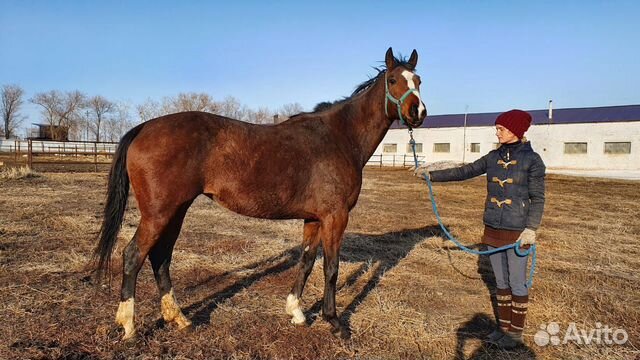 Кобыла чистокровной верховой породы 2014 г.р