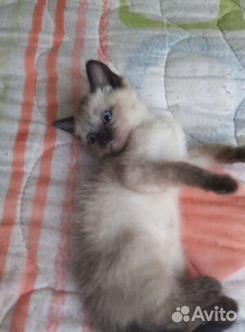 Сиамская кошечка