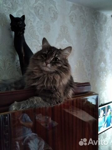 Котик для вязки (Сибирский)