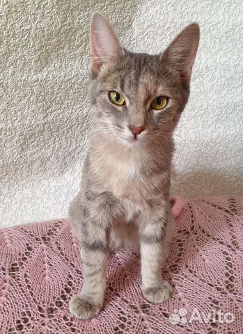 Мегаласковая стерилизованная девочка