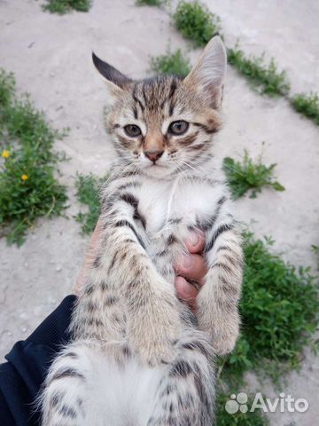 Котята