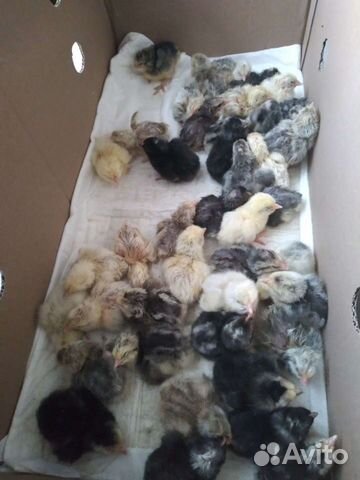 Цыпленок росс 308 суточный