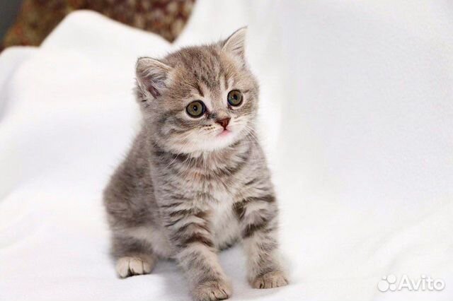 Шотландские котята