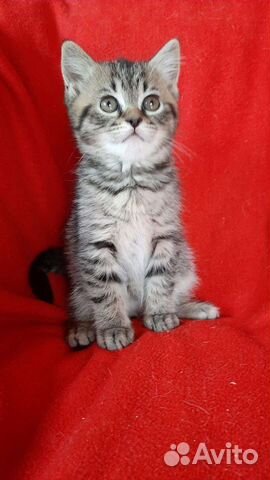 Неотразимый малыш 1.5 мес