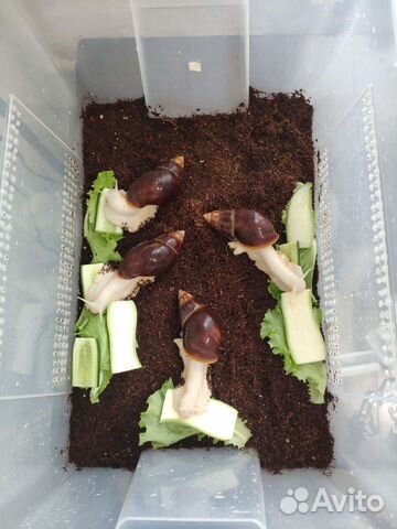 Улитки Ахатина Фулика Альбино