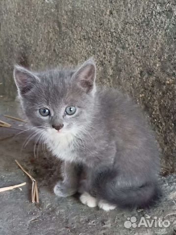 Отдадим отличных котят в добрые руки