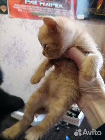 Отдадим котят кошки-крысоловки