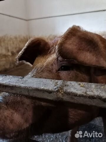 Продам хряка