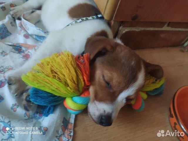 Щенок джек рассел