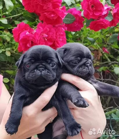 Щенки мопса