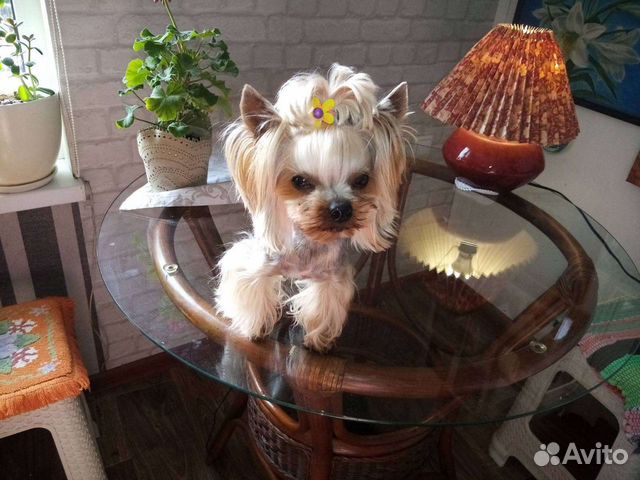 Йоркширский терьер мини беби фейс вязка