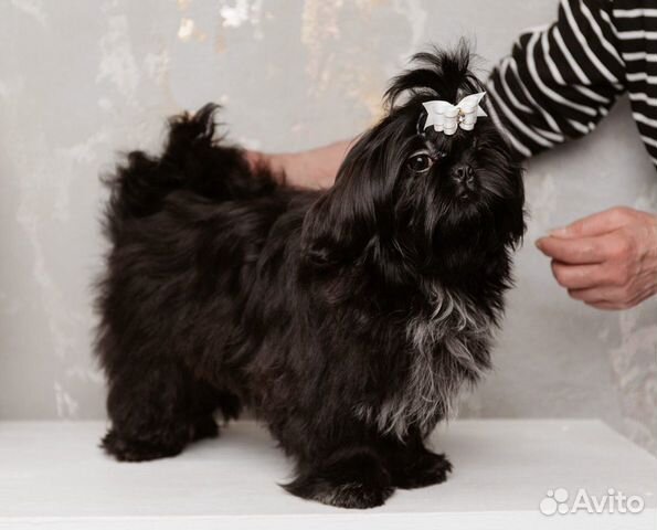 Щитцу девочка