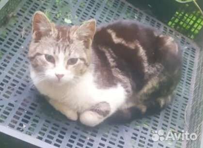 Кошка