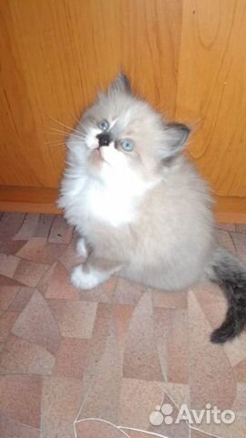 Пушистая оригинальная кошечка