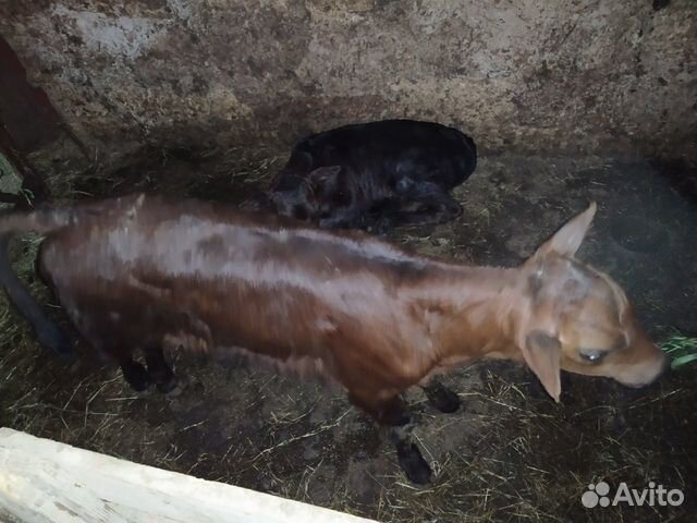 Продам 2 телочки
