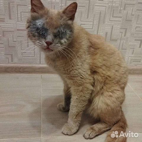 Слепой кот