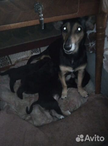 Отдадим двух щеночков в добрые руки