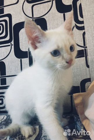 Невероятной красоты котенок
