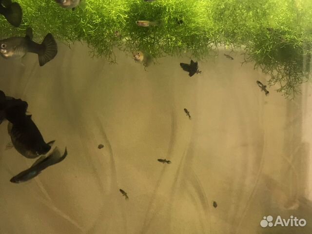 Коралл балянус