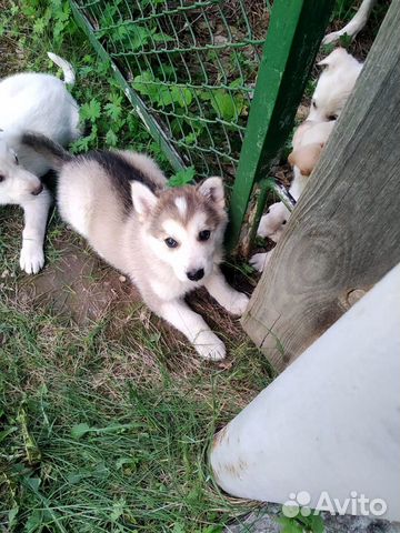 Щенки лайки