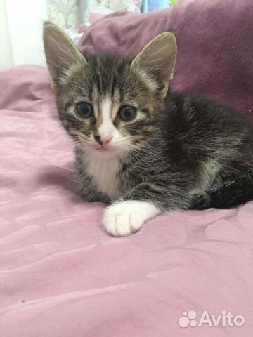 Очаровательнейший котенок (девочка) Китти:)