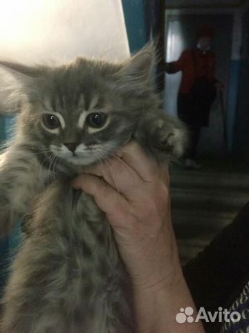 Котодети ищут дом или передержку