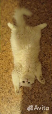 Кошка в дар