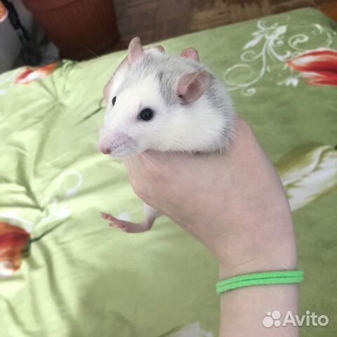 Крысята дамбо