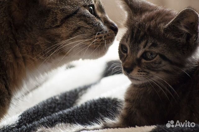 Маленький котенок
