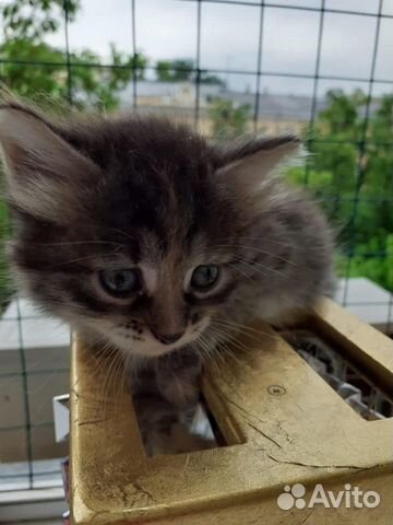 Котенок Пушаня