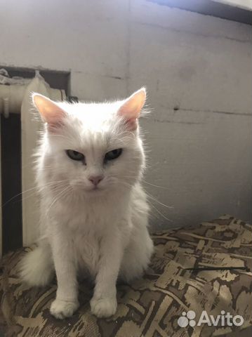 Турецкая ангора