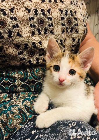 Котята в дар