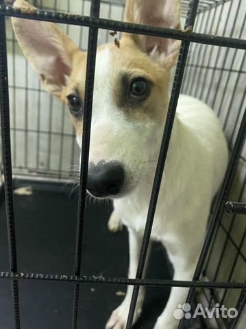 Щенок в добрые руки