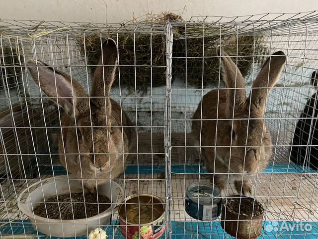 Кролик великан 4-7 месяцев