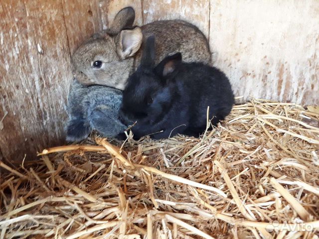 Крольчата