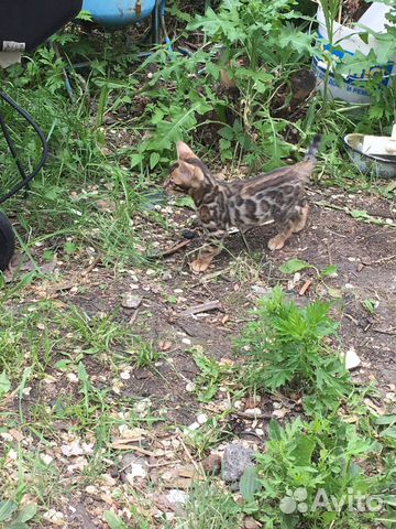 Бенгальские котята продажа