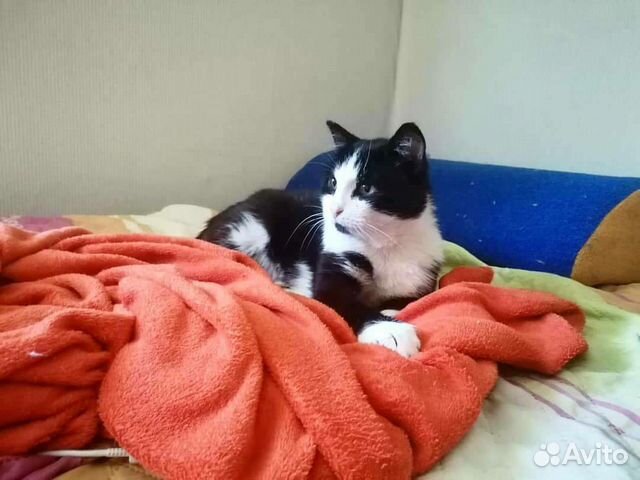 Котик в добрые руки
