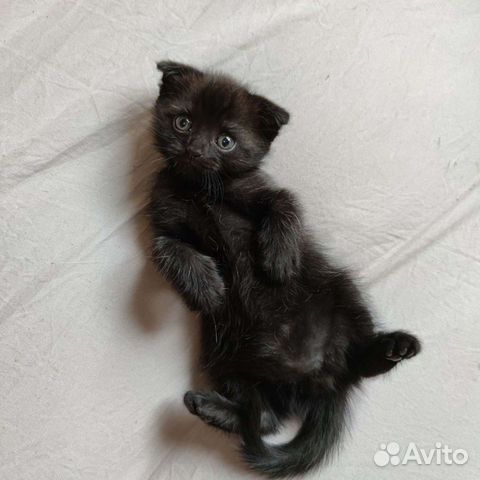 Шатланский котенок чёрного цвета
