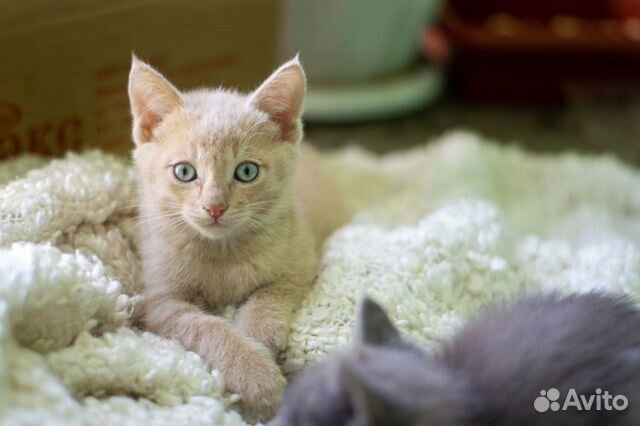 Котёнок