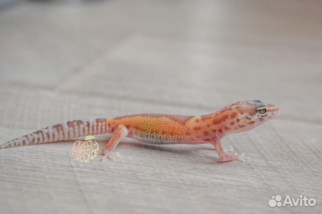 Эублефар Tremper Albino het Blizzard, eclipse