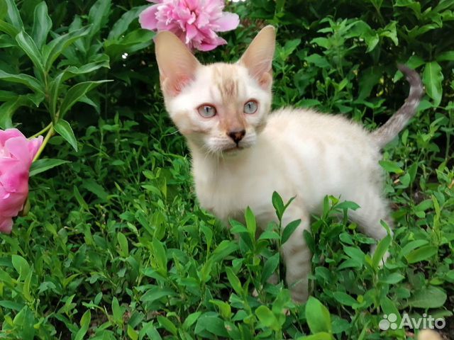 Белоснежный Король