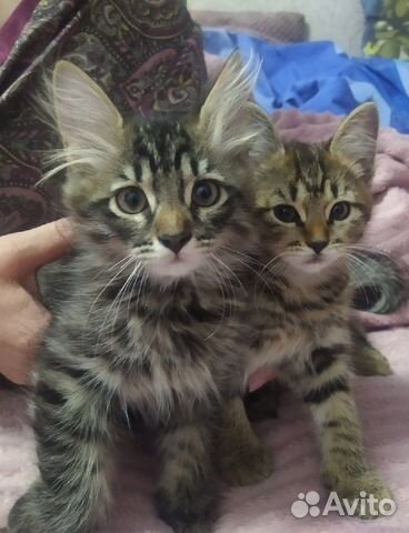 Отдам Сибирского котёнка в добрые руки