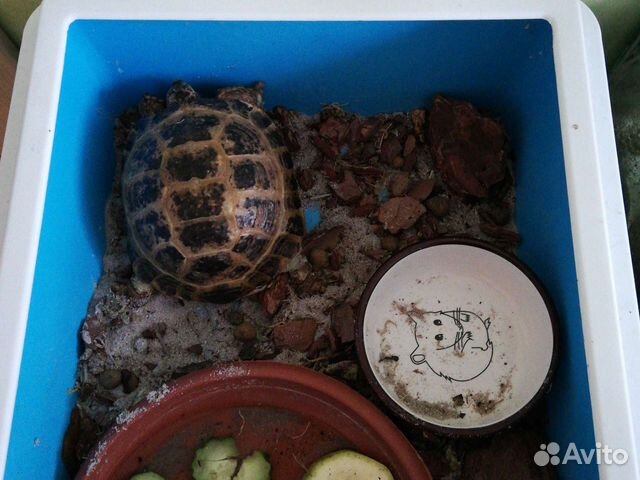 Черепаха сухопутная