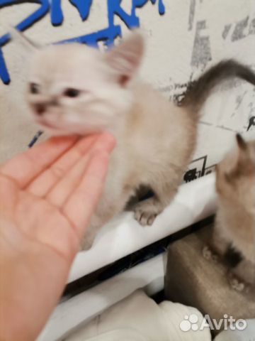 Кошка в дар