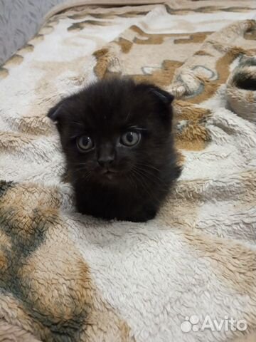 Шотландские Русско Сибирские кошечки