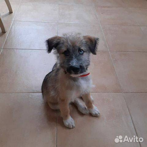 Весельчак Блум